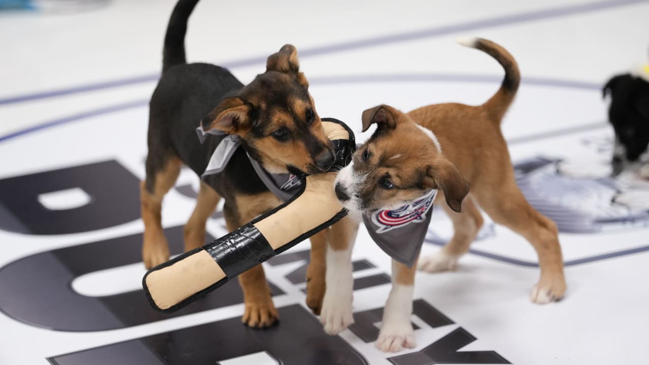 Stanley Pup Returns June 8 With Ovechkin, 32 Rescue Dogs - Gino Hard